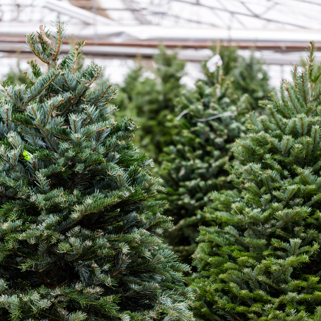 The Ultimate Guide to a Zero Waste Christmas - Greenify Me