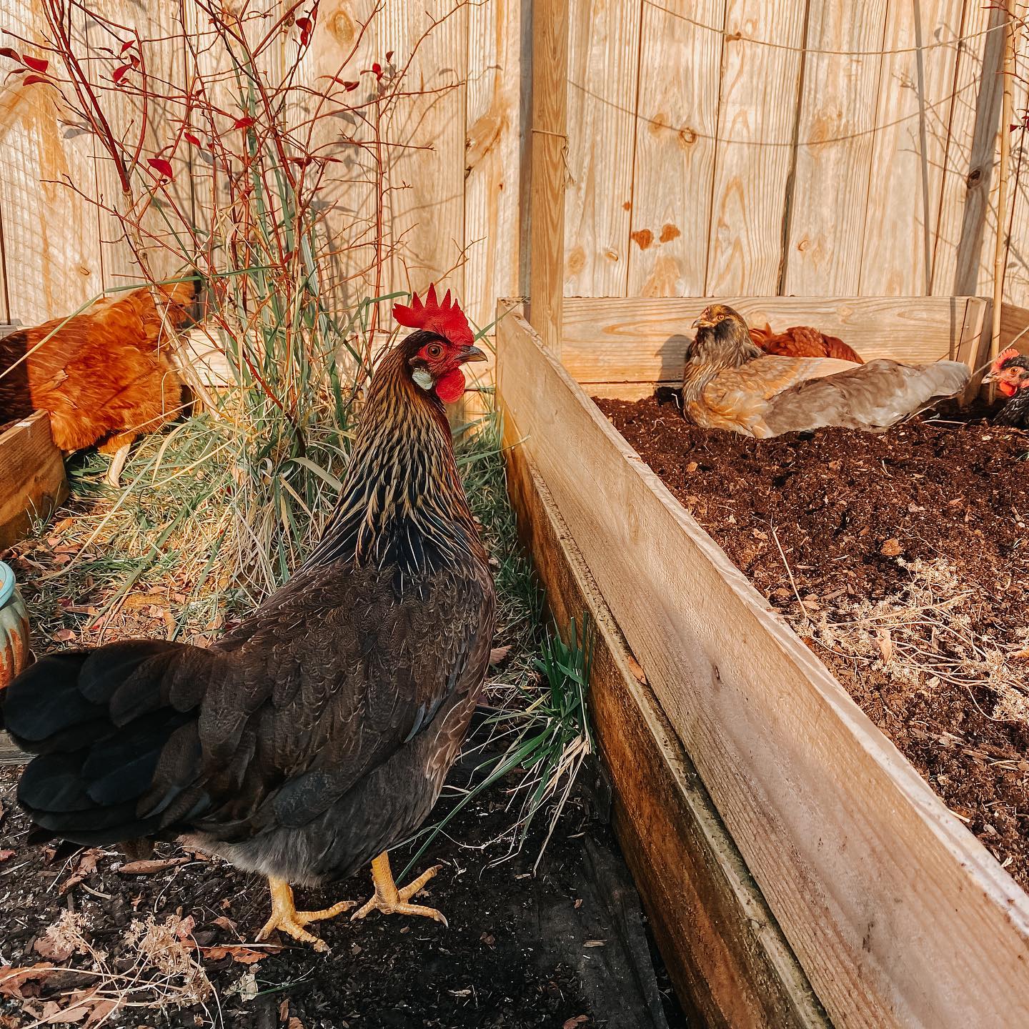 Homesteading For Beginners: 5 Tips To Get You Started - Greenify Me